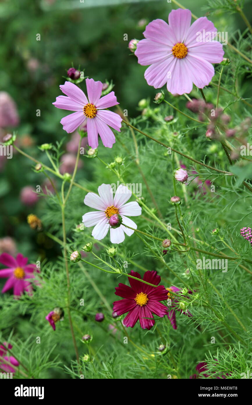 Summer garden with Cosmos flowers (Cosmos bipinnatus Stock Photo - Alamy