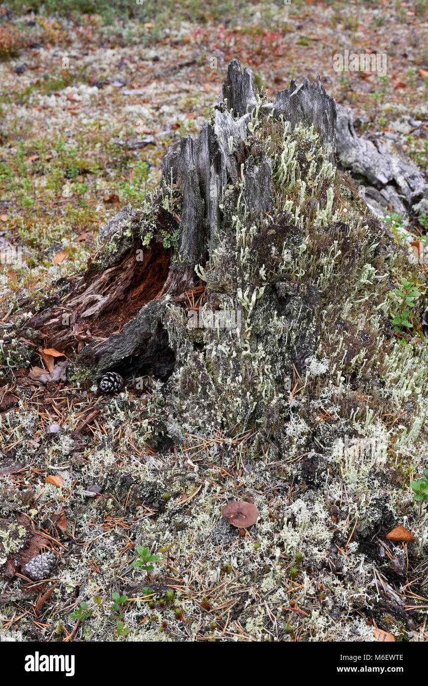 Decaying tree roots and diverse flora in the woods around Hotel ...