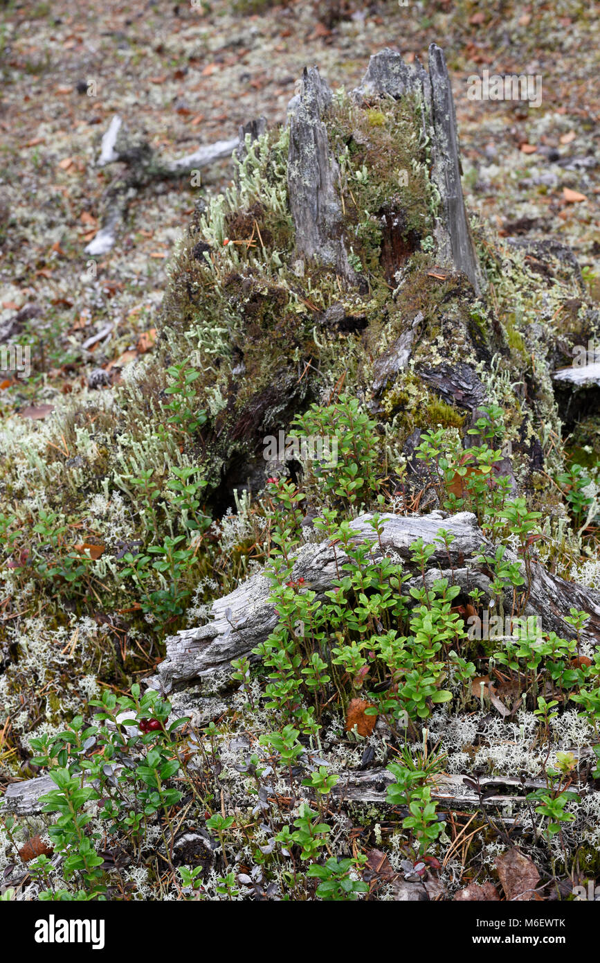 Decaying tree roots and diverse flora in the woods around Hotel ...
