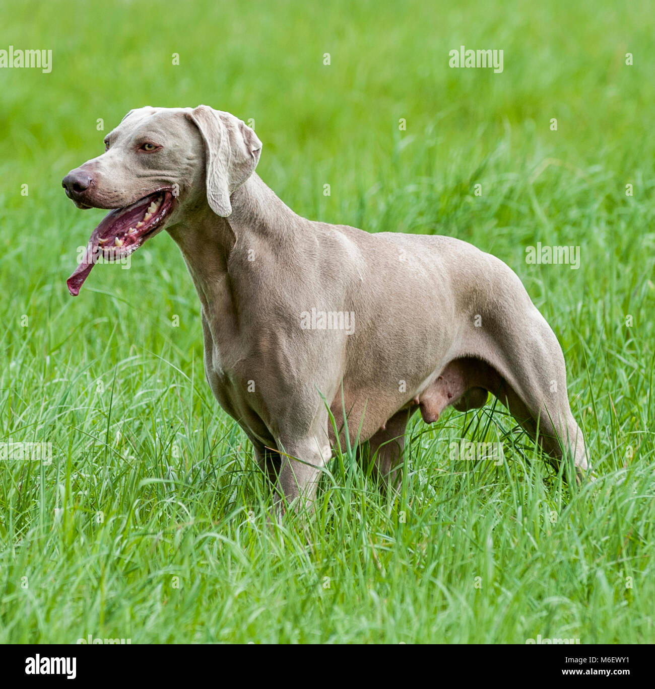 England, UK - Portrait of a Weimaraner dog walking in a green grass ...