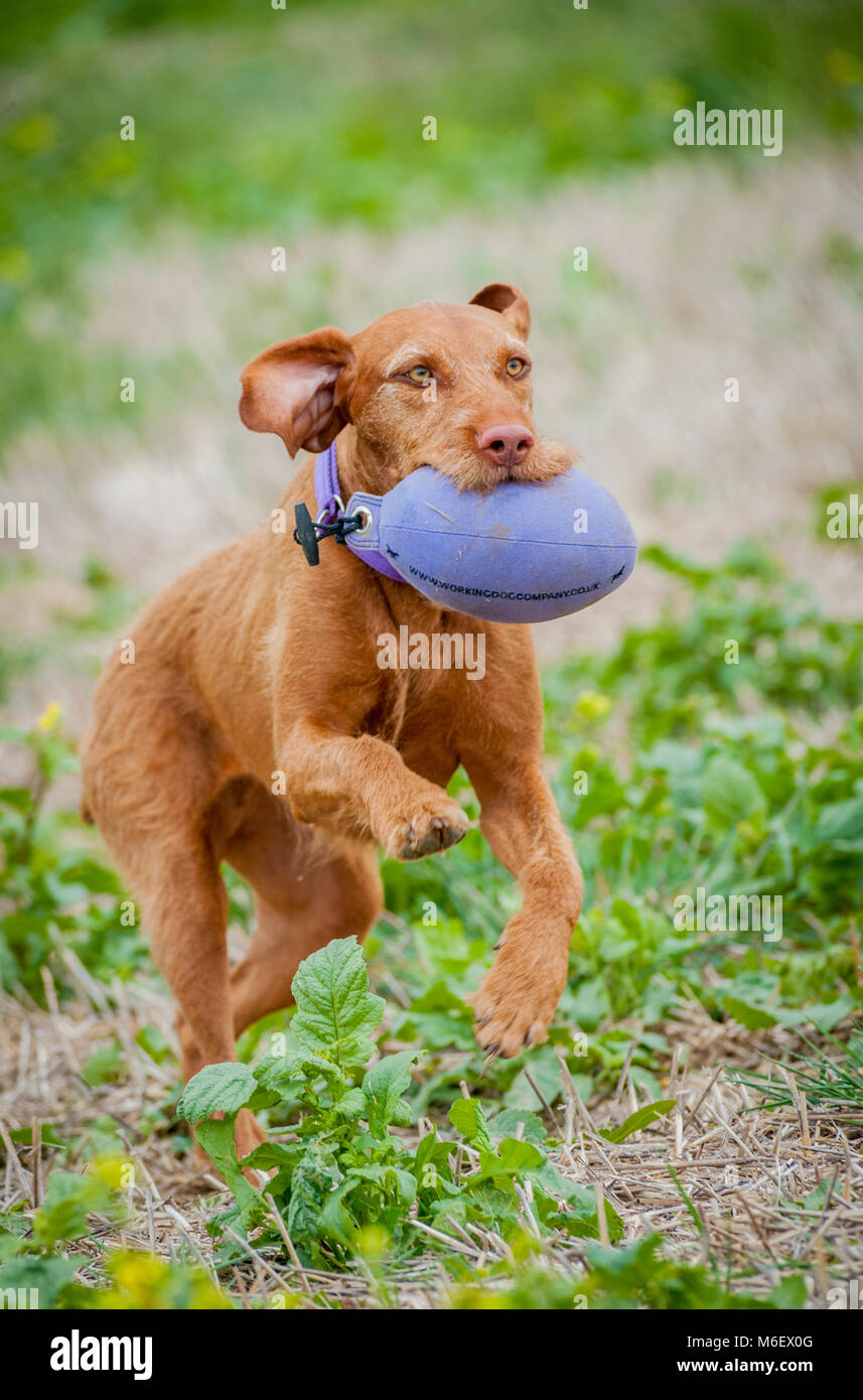 Vizsla breed hi-res stock photography and images - Alamy