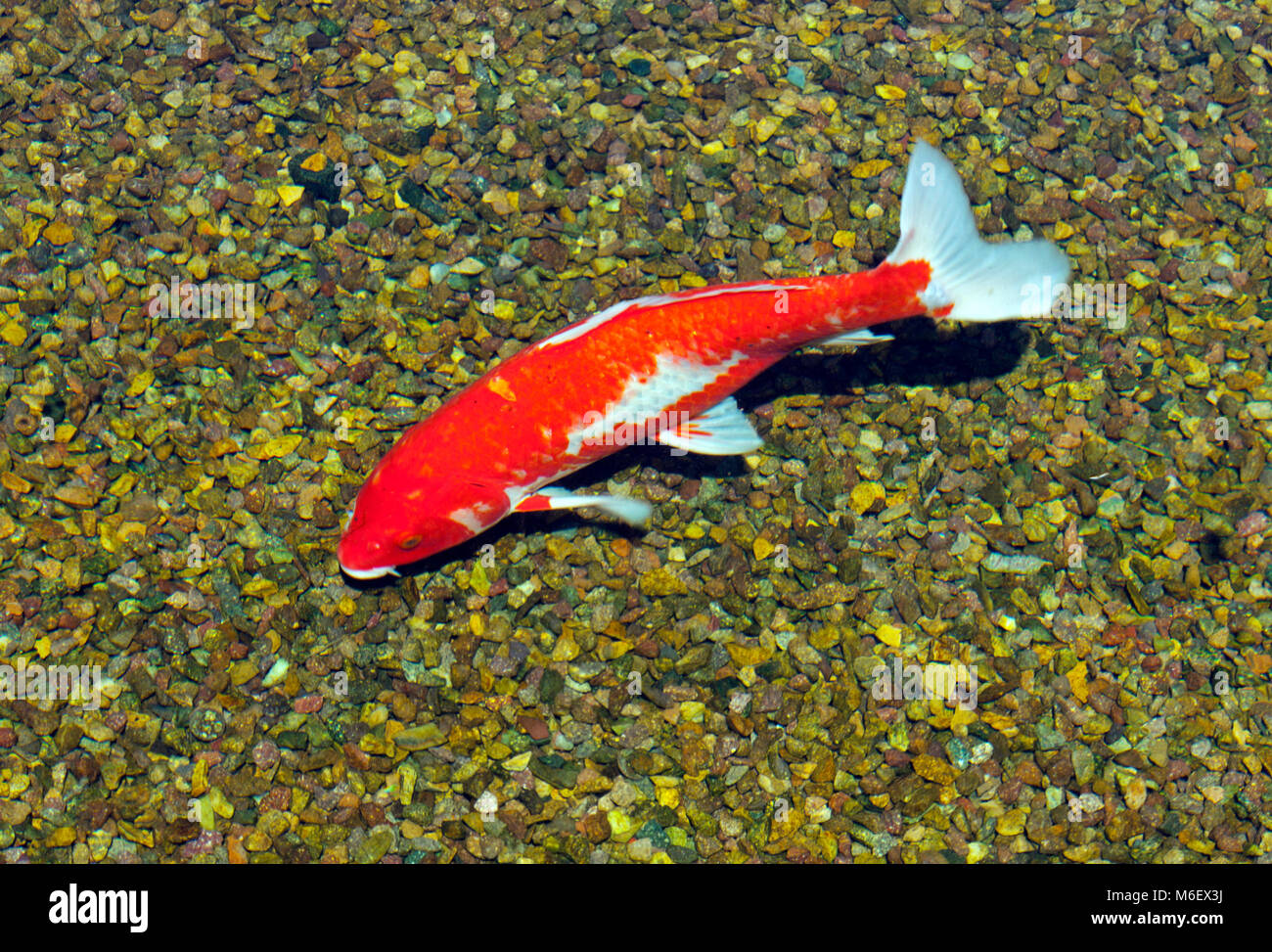 Decorative domesticated fish in pond Stock Photo - Alamy