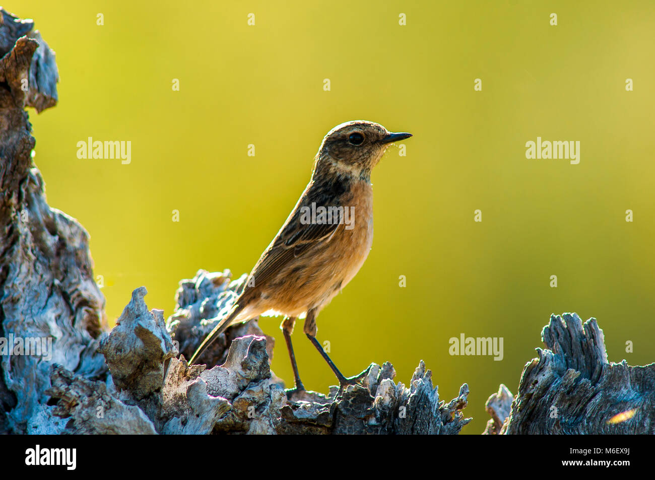 Female whinchat hi-res stock photography and images - Alamy