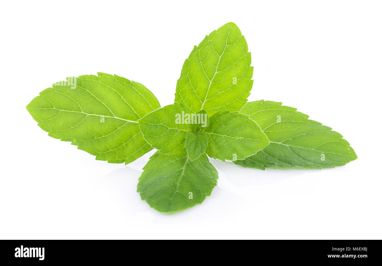 Peppermint on white background Stock Photo - Alamy