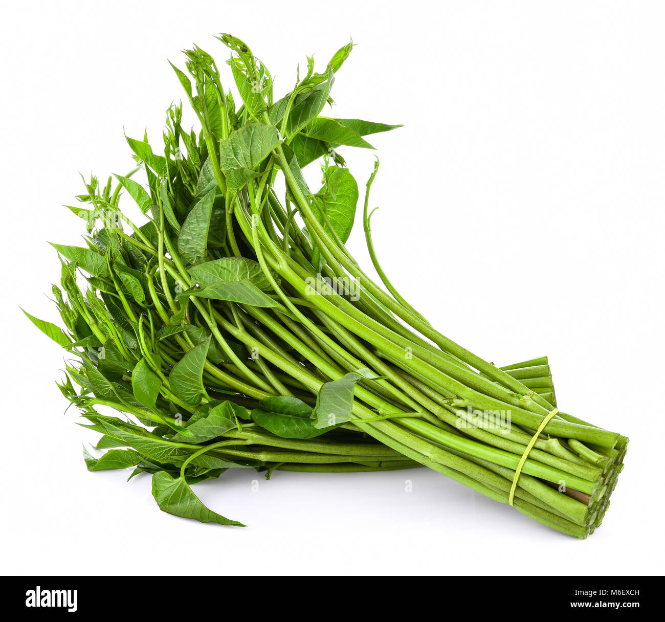 Swamp Morning Glory on white background Stock Photo - Alamy