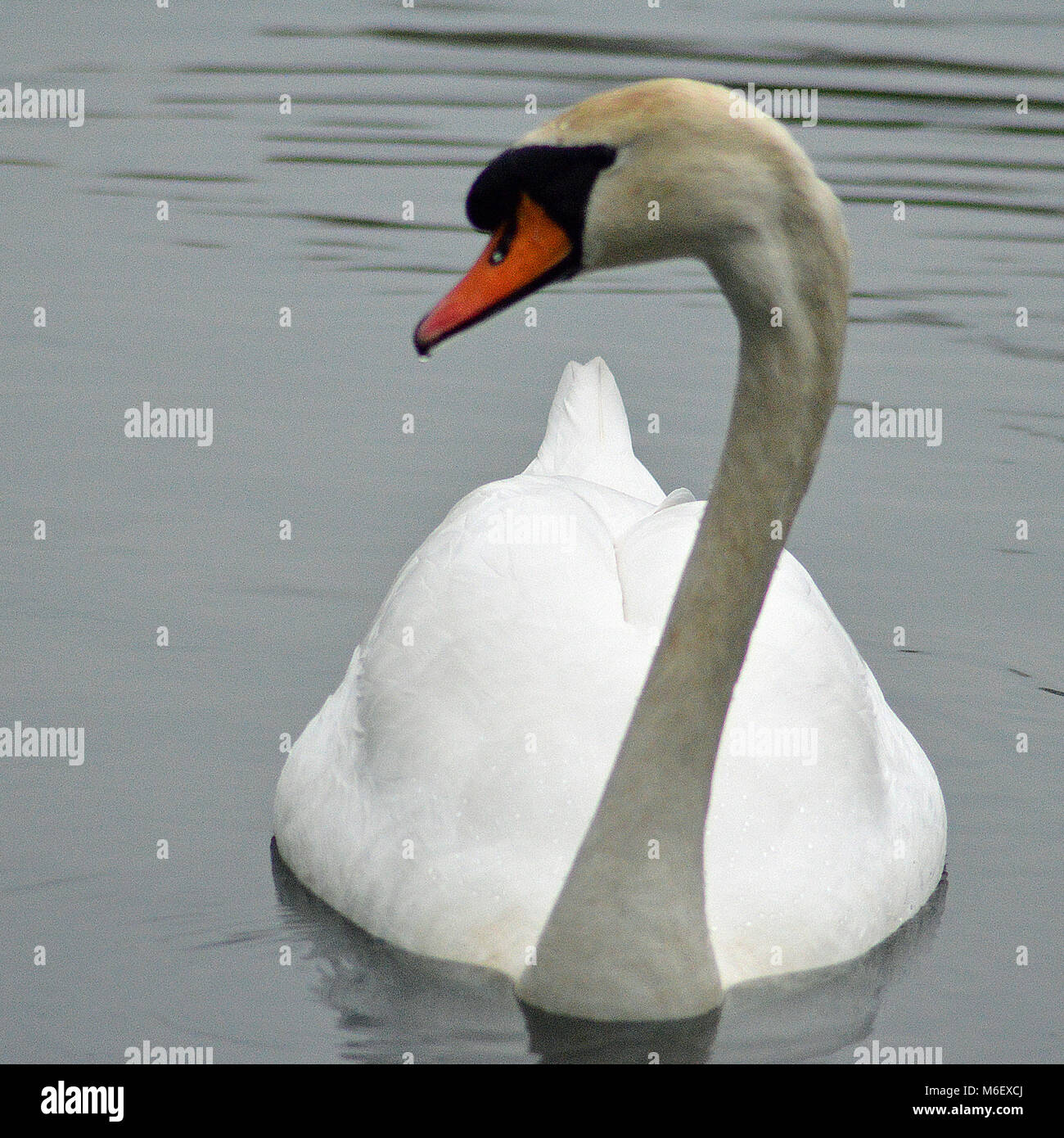 Swan paddling hi-res stock photography and images - Alamy