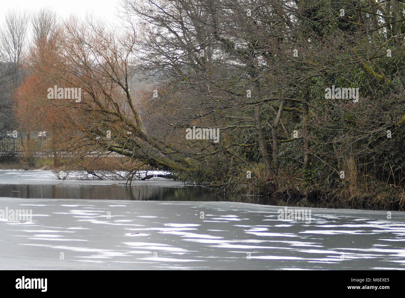 Frozen lake in Singleton Park, Swansea, Wales, UK Stock Photo - Alamy