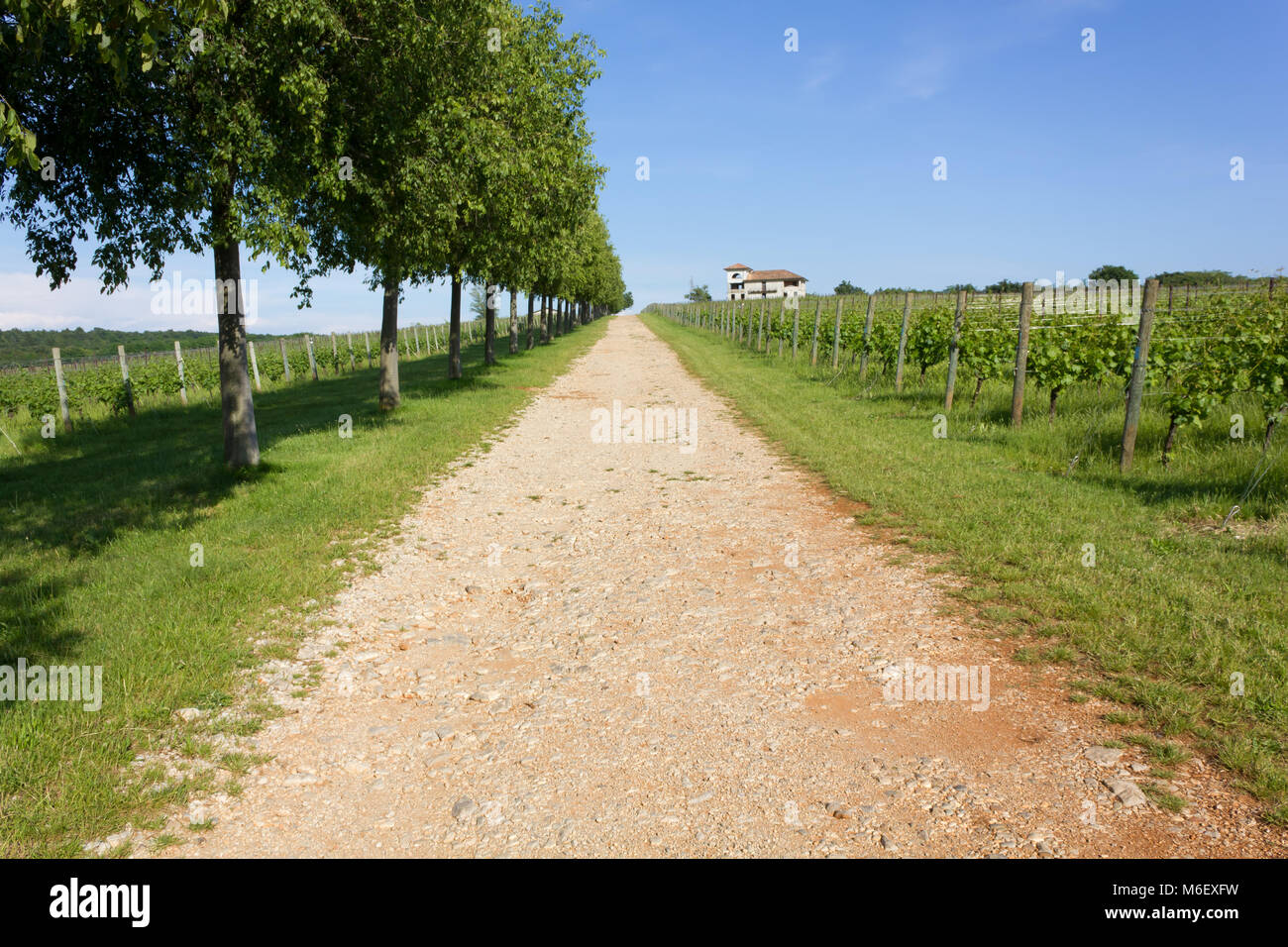Tree-lined country lane beside a vineyard and a farm building in the ...