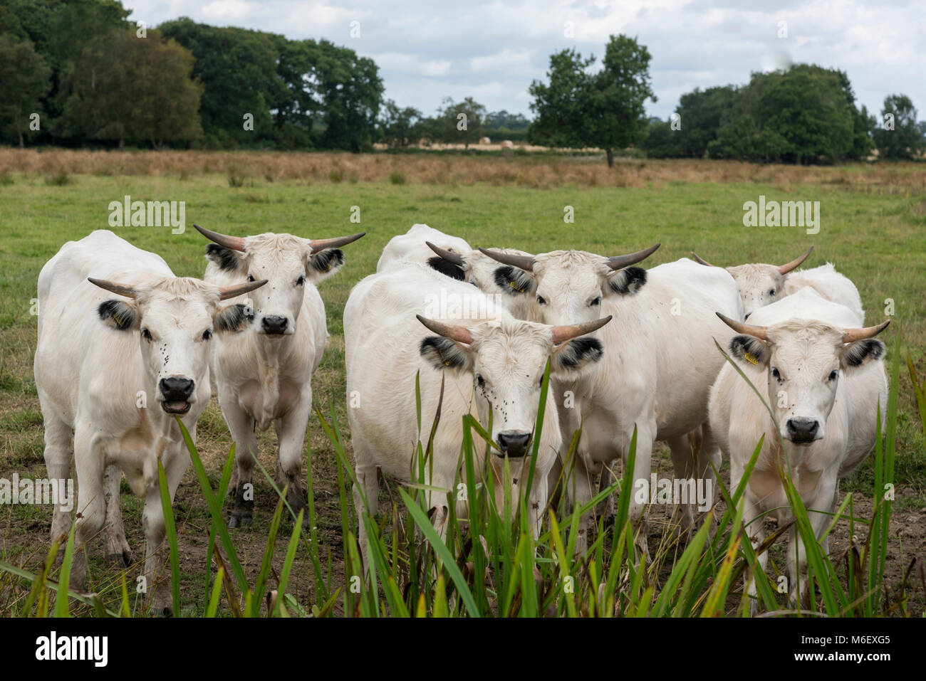 White park cattle bovine cow bull horns white black grass pastur hi-res ...