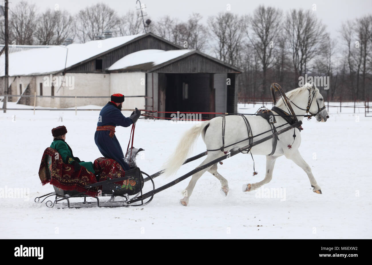 Sleigh race for carriage Russian trotter horse drawn Stock Photo - Alamy