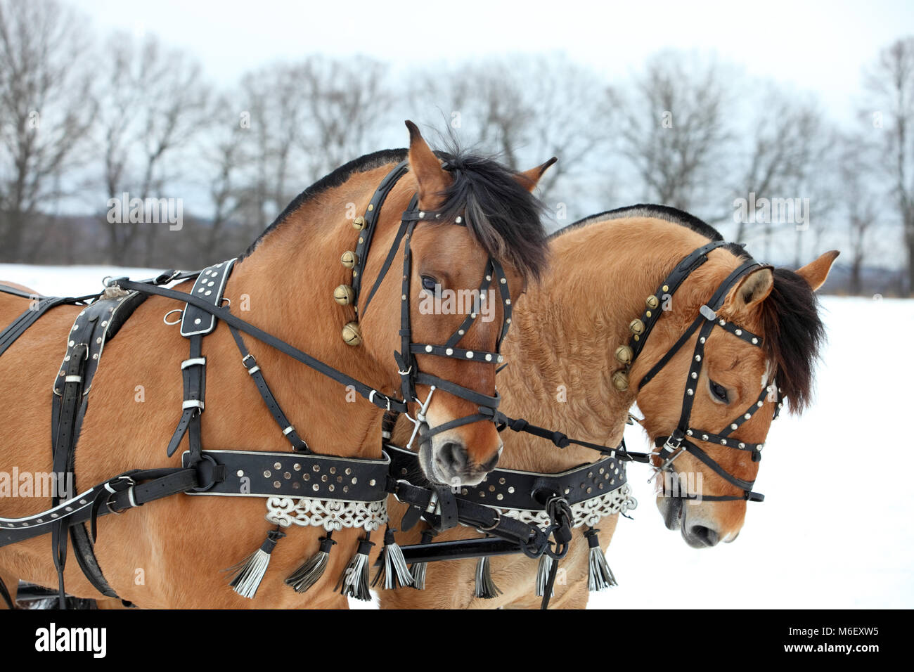 Team clydesdale hi-res stock photography and images - Alamy