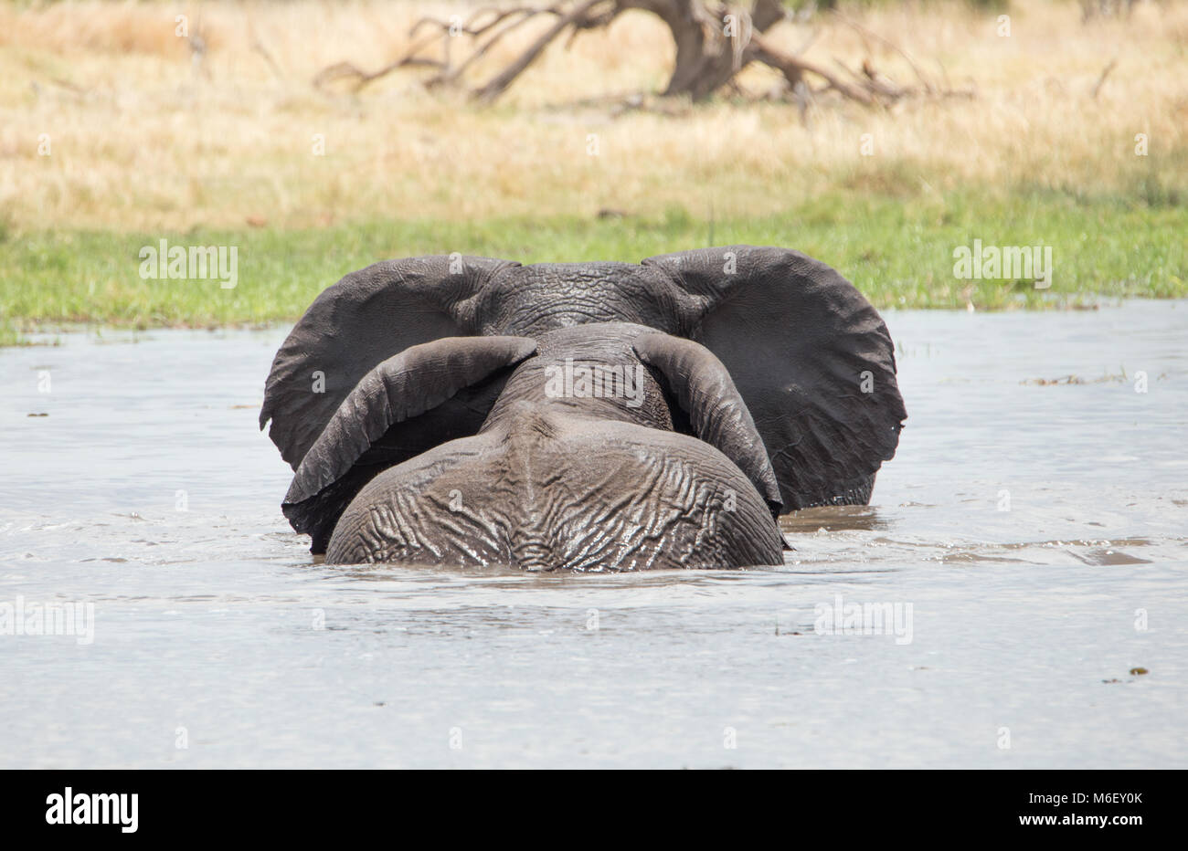 Elephant loxodonta africana swimming hi-res stock photography and ...