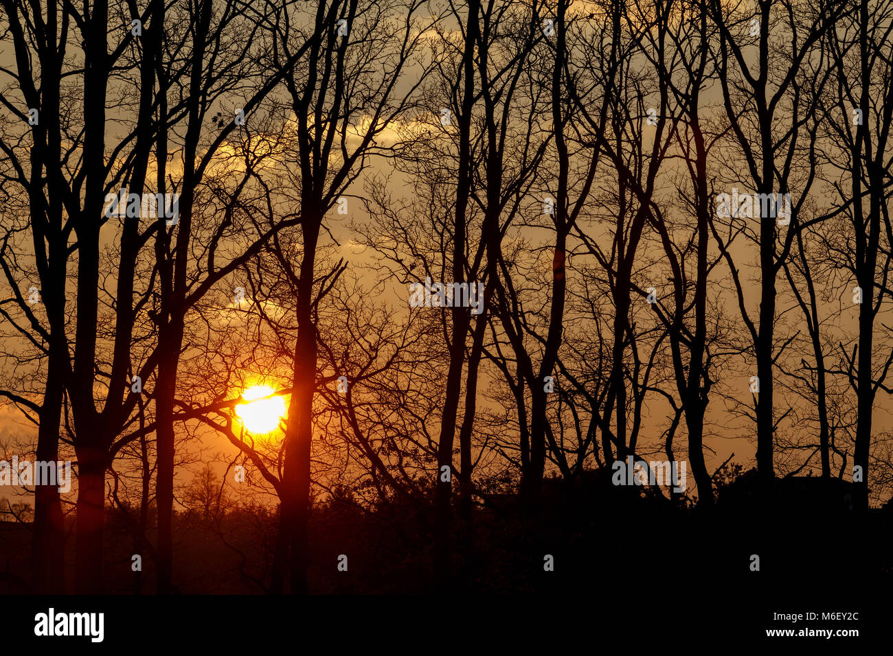 sunset over silhouette of tree. Spring time scene Stock Photo - Alamy