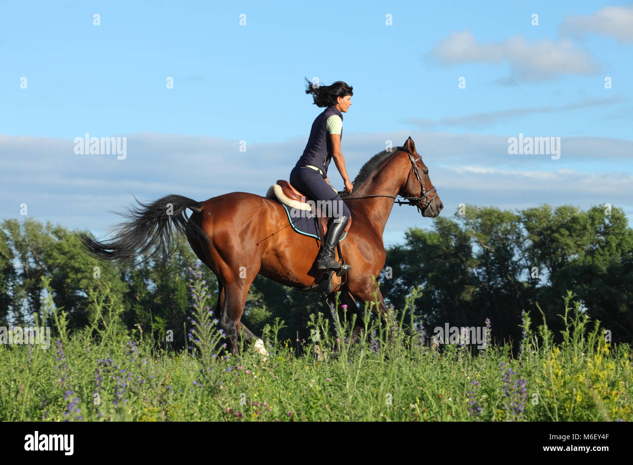 Galloping horse with female rider Stock Photo - Alamy