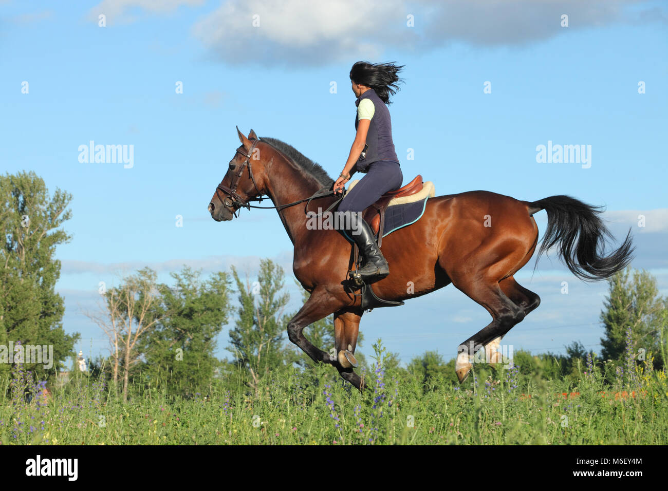 Galloping horse with female rider Stock Photo - Alamy
