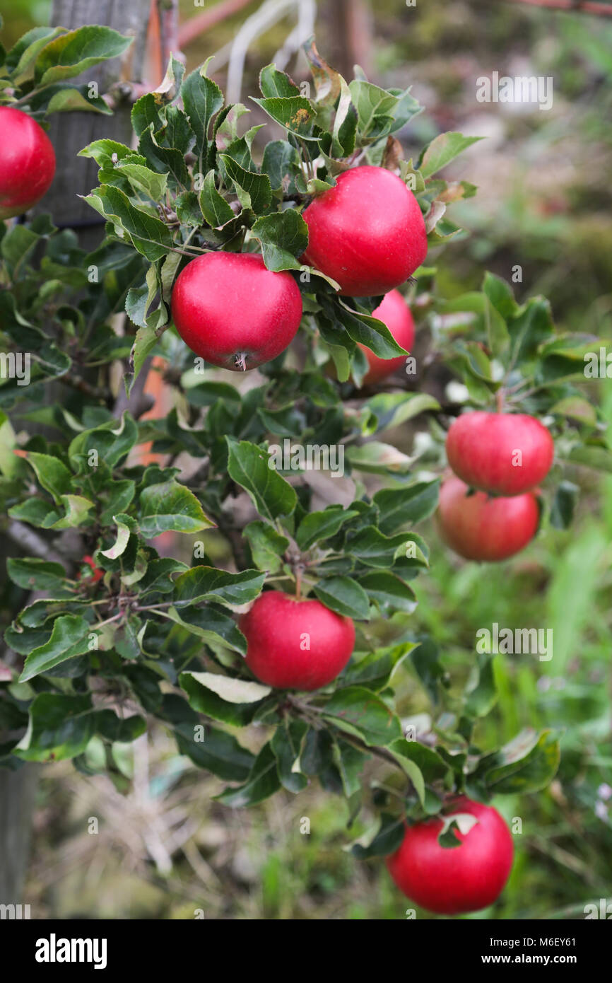Apple tree gardens in Lofthus around the Hardanger fjord Stock Photo ...