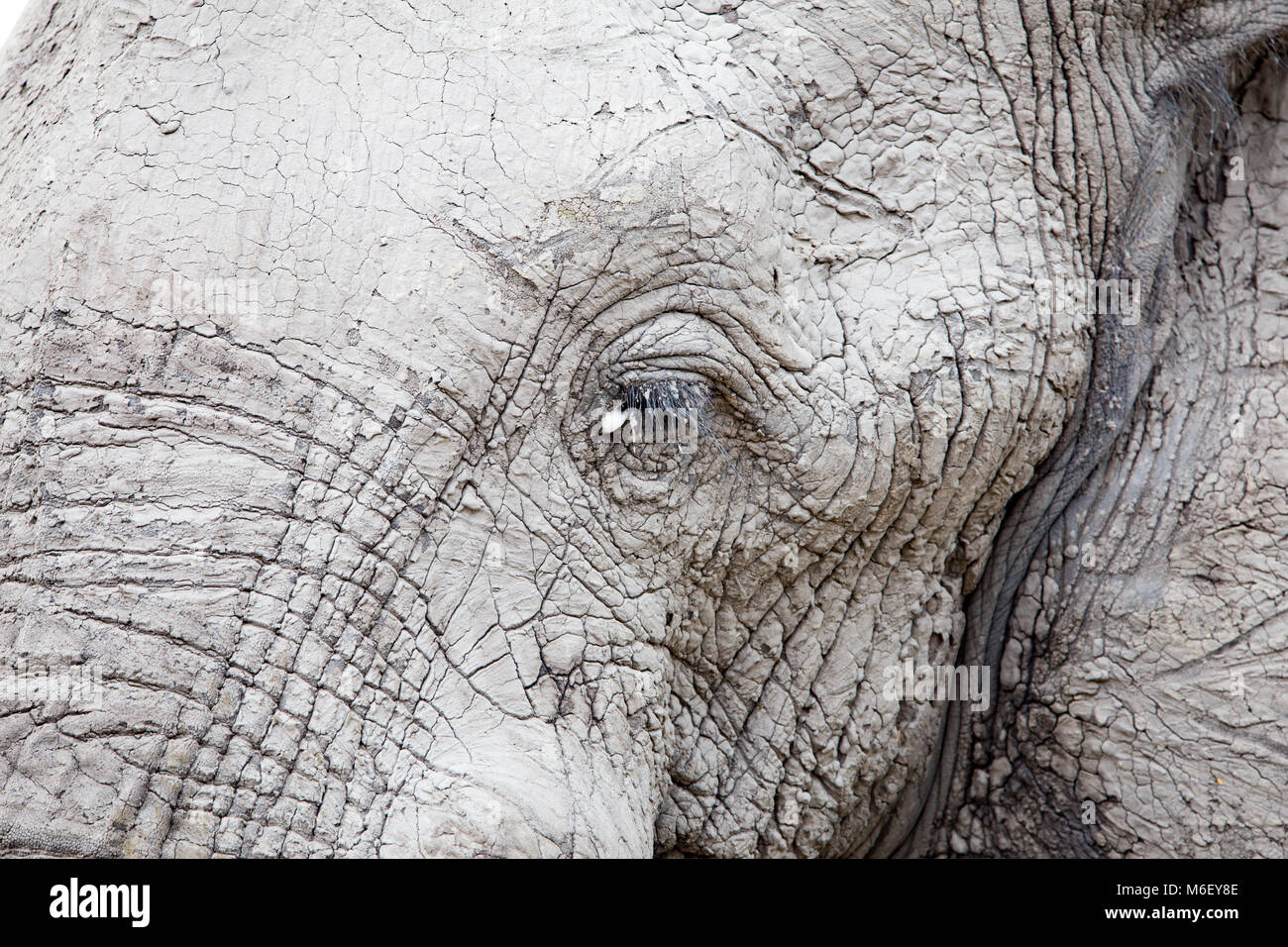 Elephant eyelashes hi-res stock photography and images - Alamy