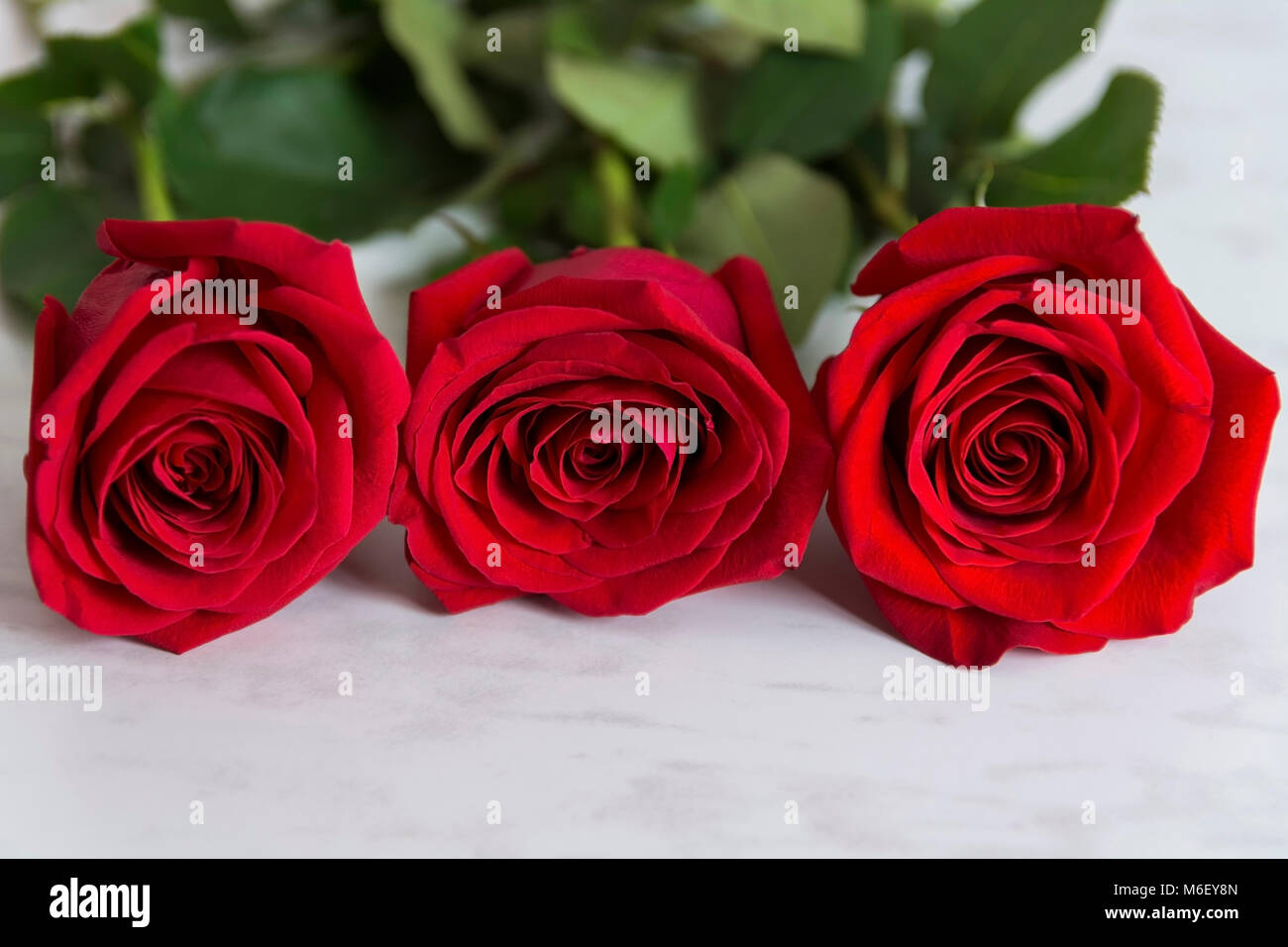 Three beautiful red roses lined next to each other Stock Photo - Alamy