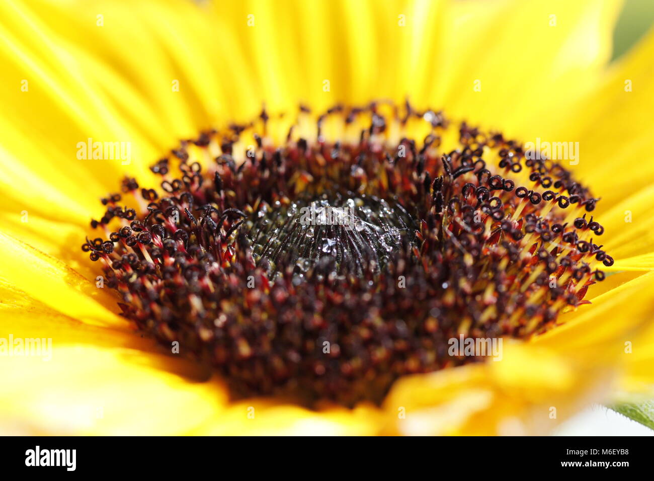 detail of a sunflower Stock Photo - Alamy