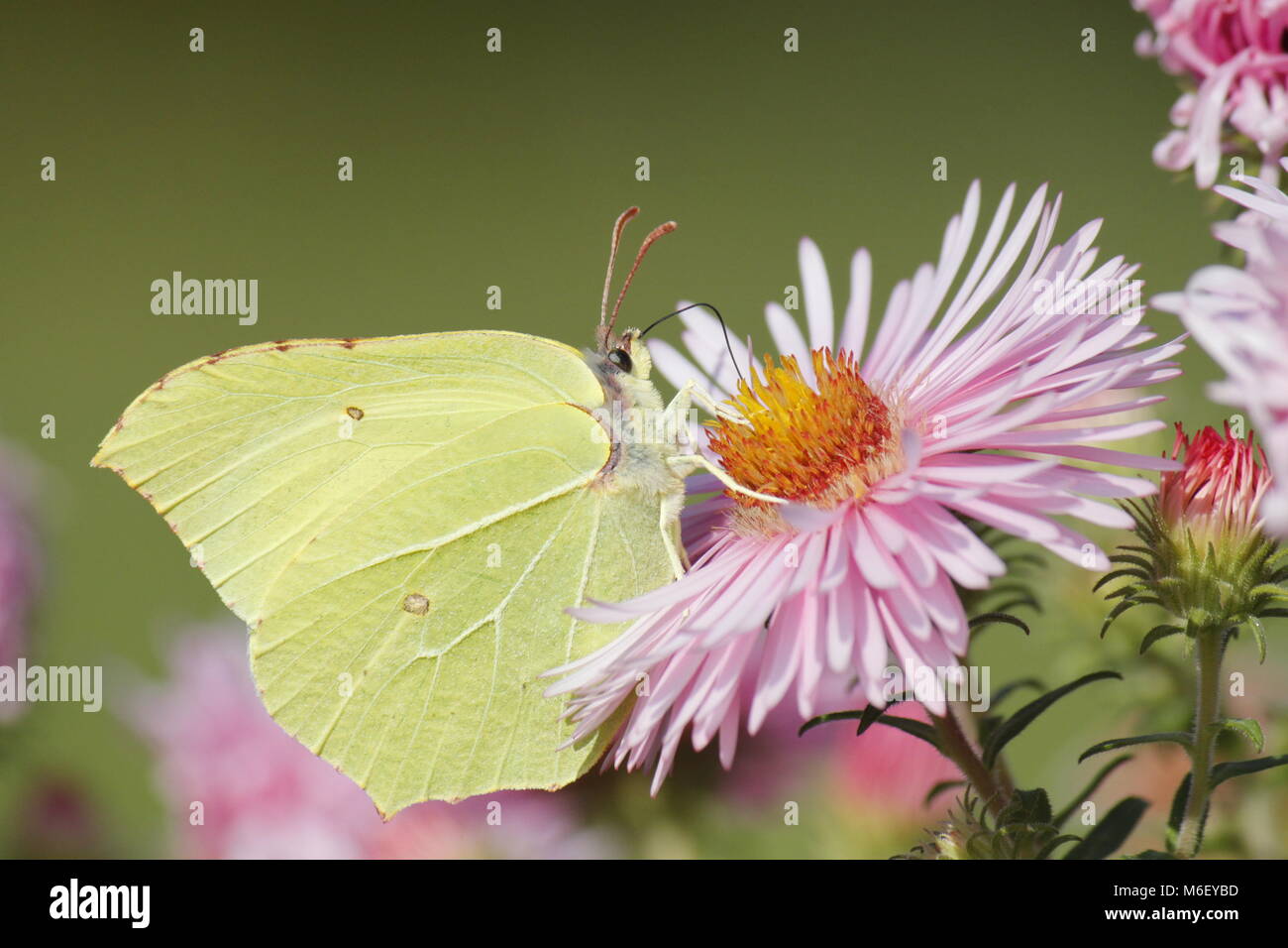 lemon butterfly at a pink flower Stock Photo - Alamy