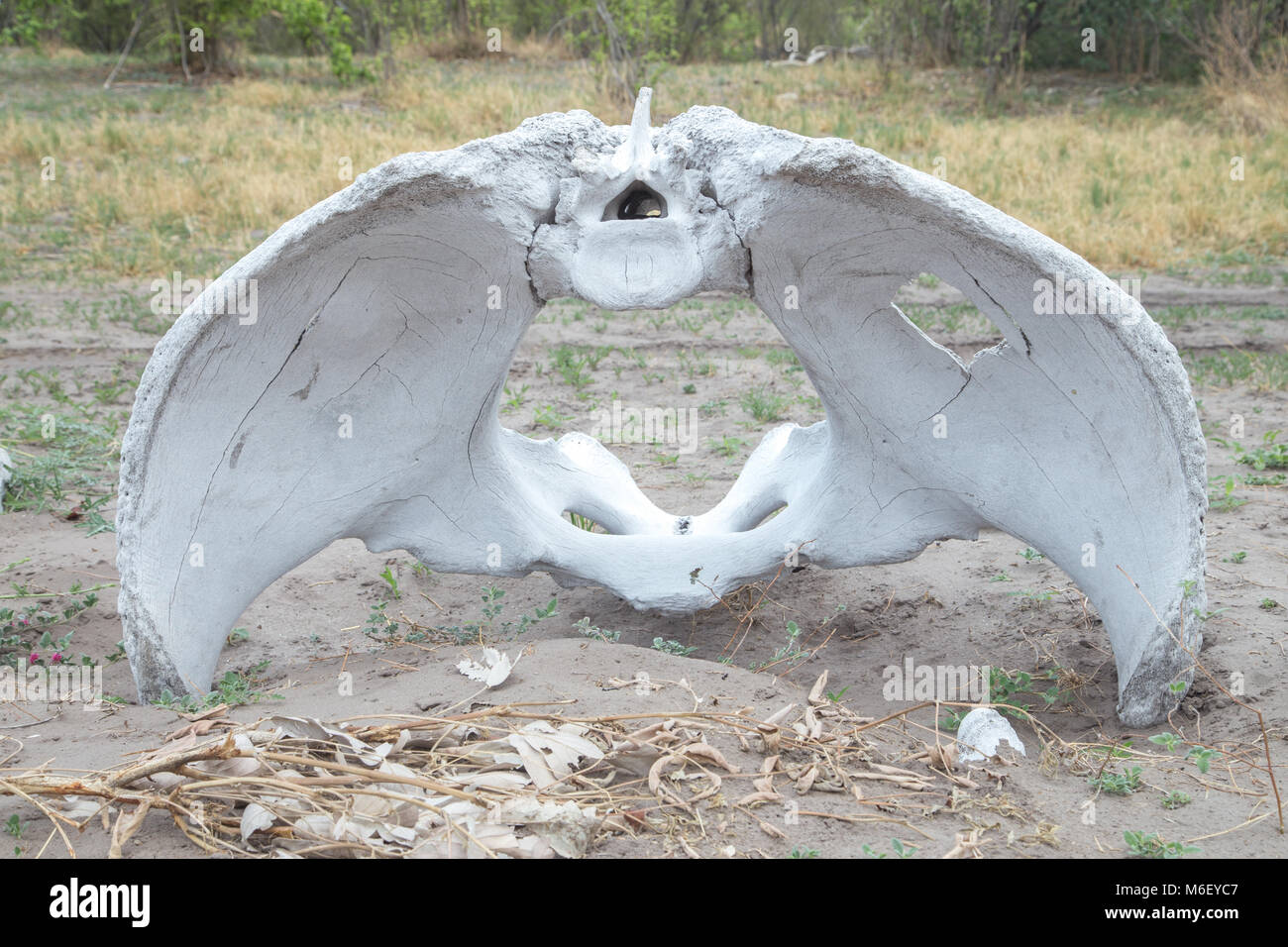 African elephant skeleton hi-res stock photography and images - Alamy