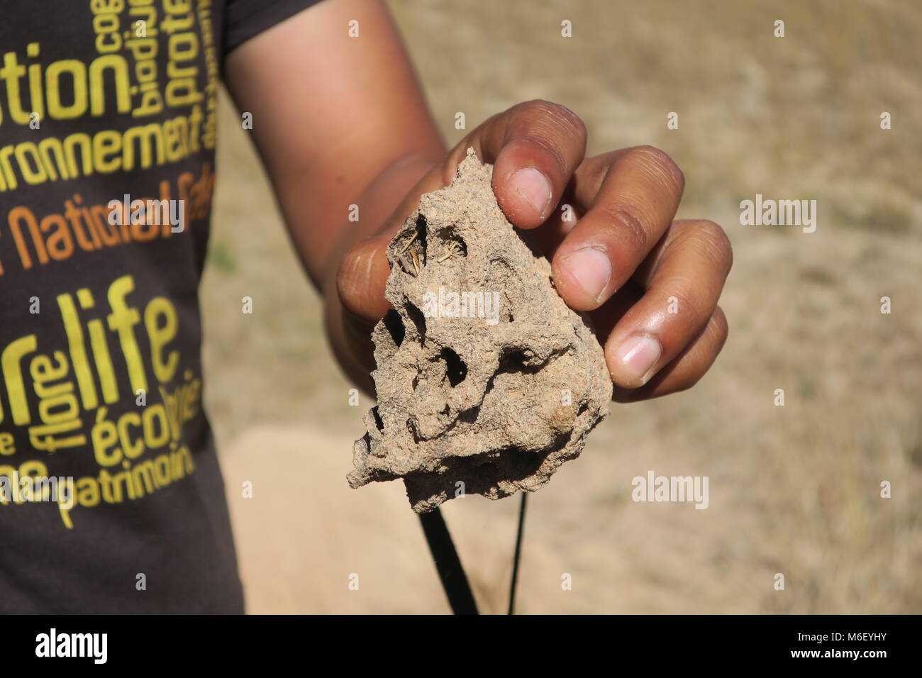 Colorful nature of Madagascar island Stock Photo - Alamy