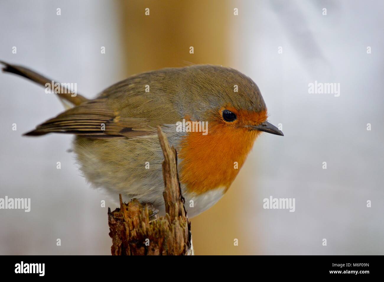 European Robin in winter Stock Photo - Alamy