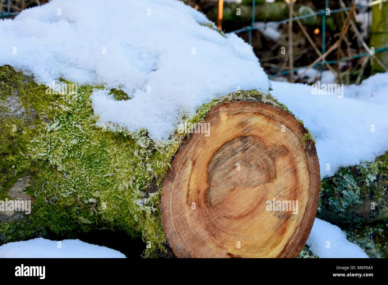 Snow covered log Stock Photo - Alamy