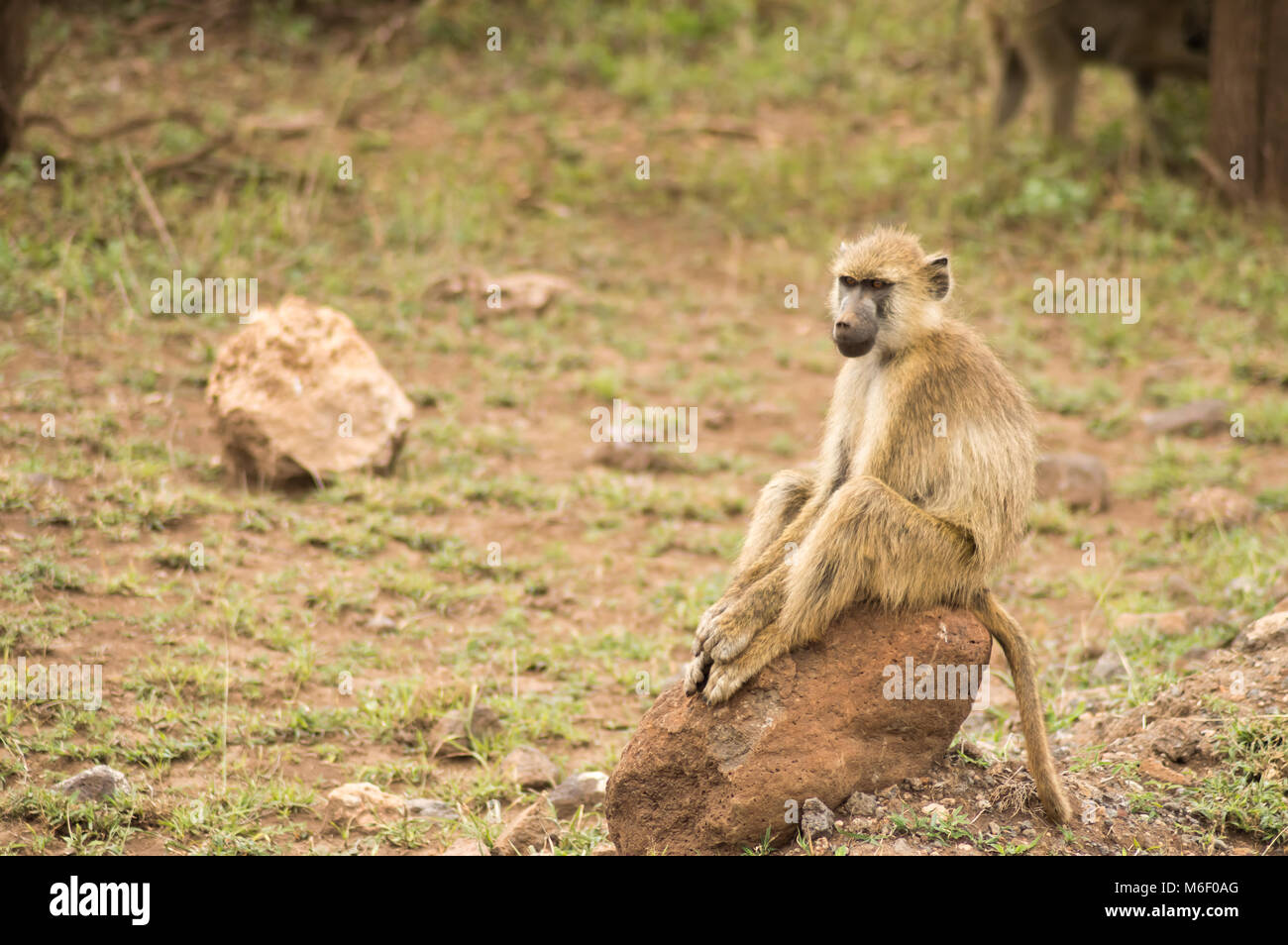 Monkey cleaning teeth hi-res stock photography and images - Alamy