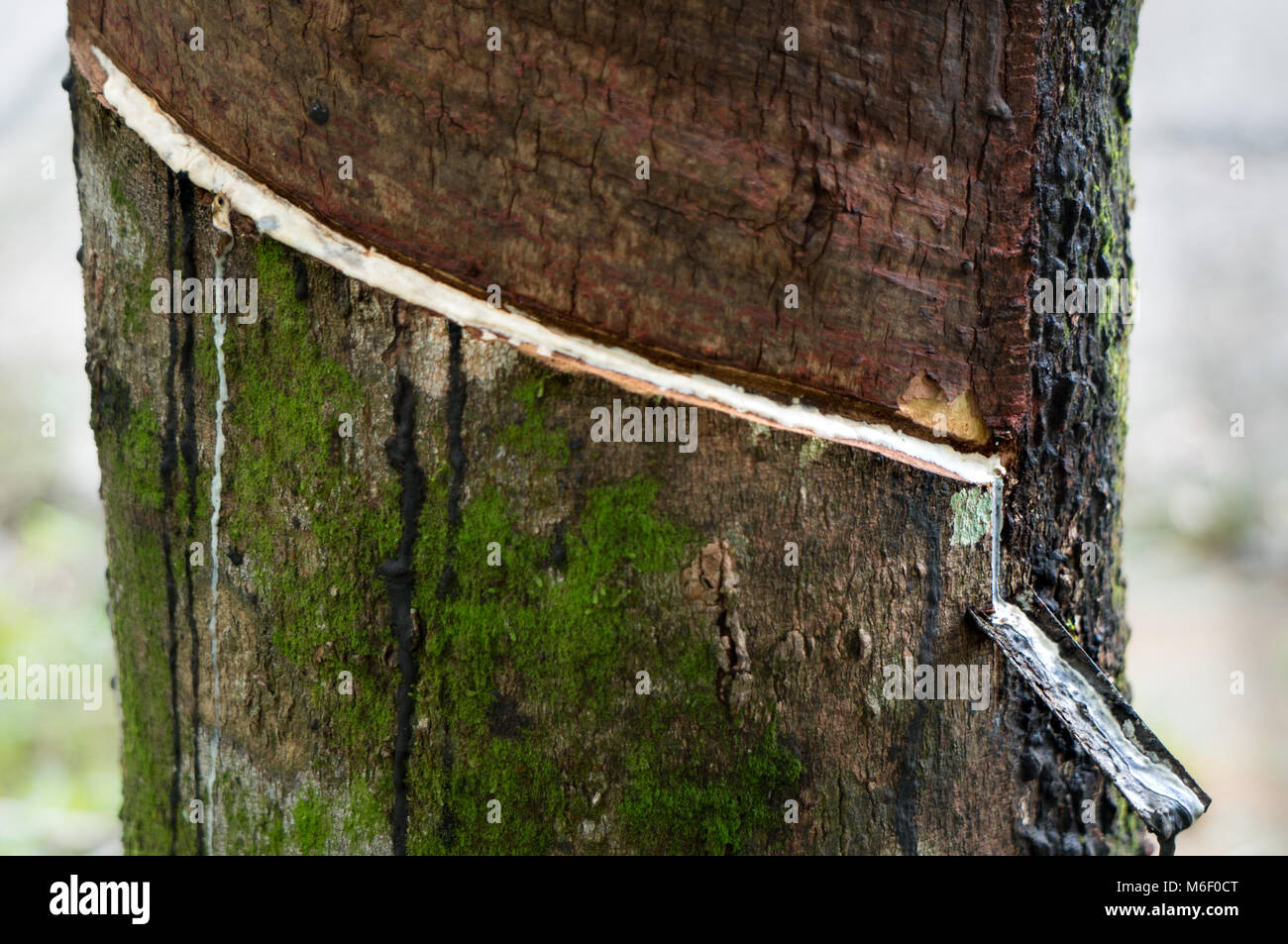 Tree cut down rainforest hi-res stock photography and images - Alamy