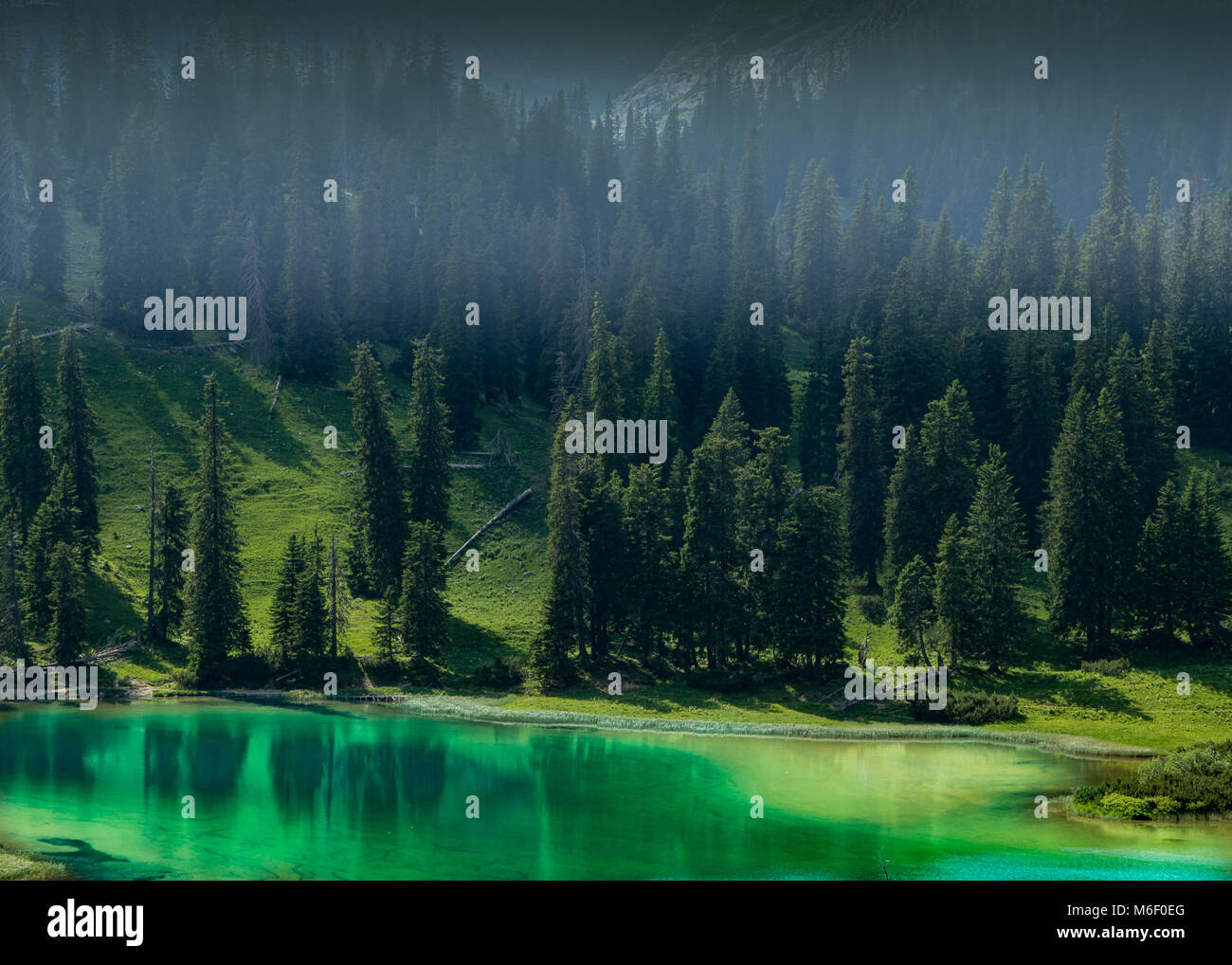 Vibrant green alpine lake with spruce and pine forest growing on its ...