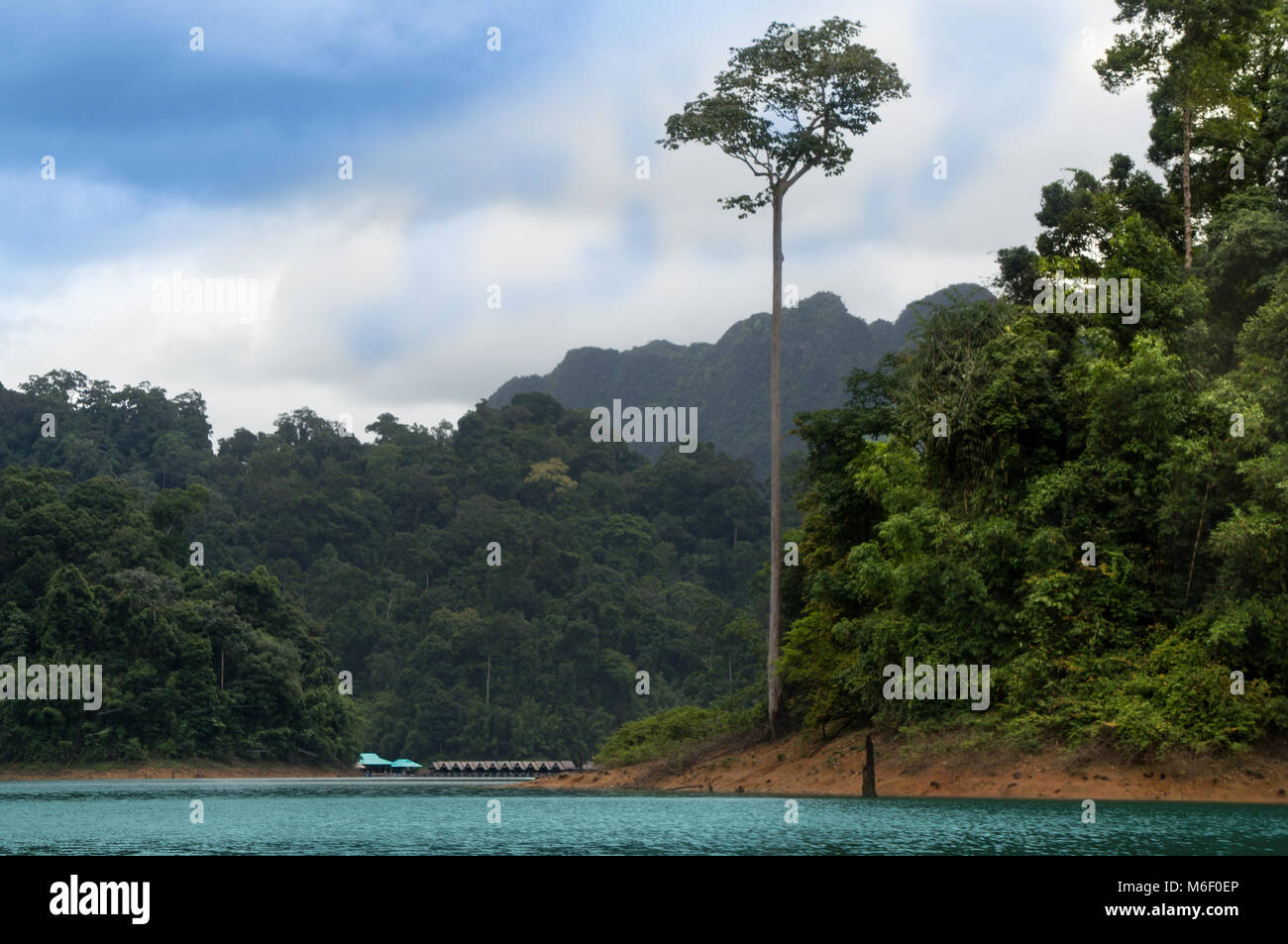 Tall jungle tree rising on the shore of Cheow Lan lake while floating ...
