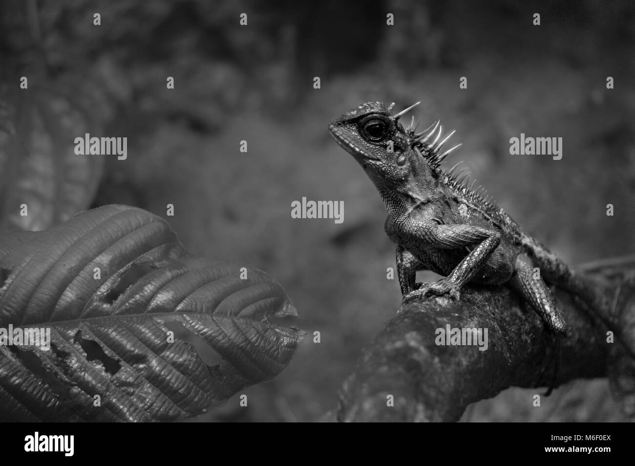 Black and white picture of a lizard resting on a tree branch inside the ...