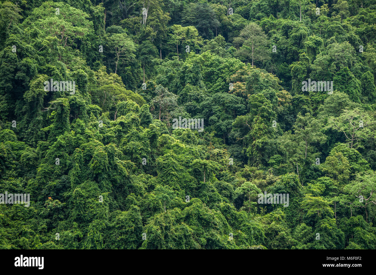 Thick, impenetrable jungle canopy in south Asia Stock Photo - Alamy