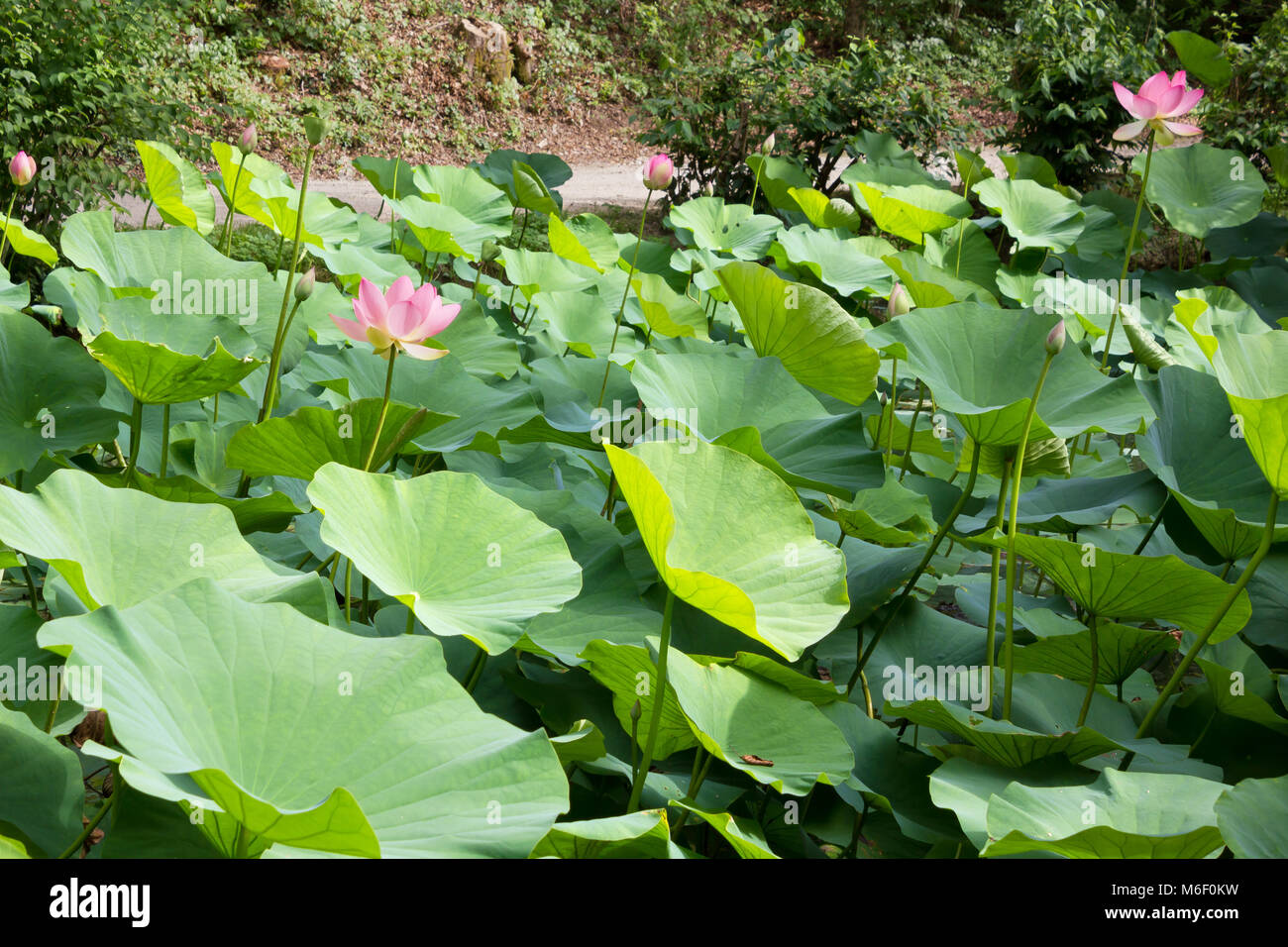 Beautiful budding lotus flowers next to a nature trail Stock Photo - Alamy