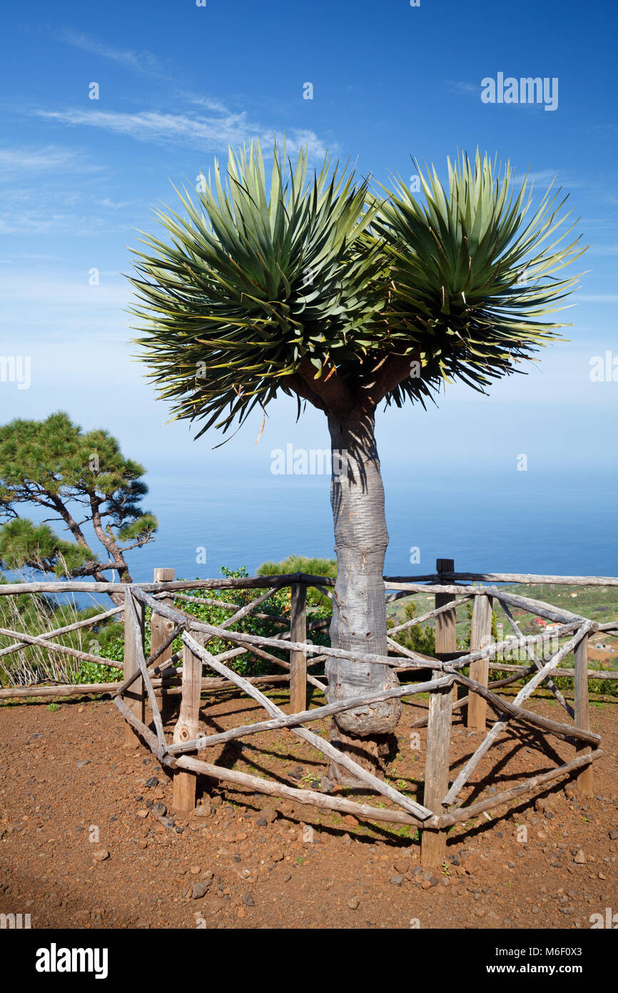 A young dragon tree at the north side of La Palma, Spain Stock Photo ...