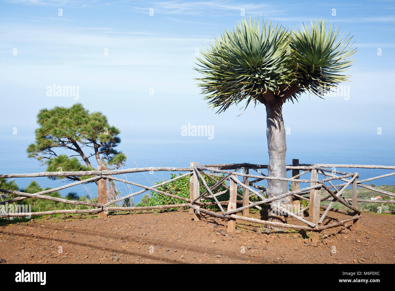A young dragon tree at the north side of La Palma, Spain Stock Photo ...
