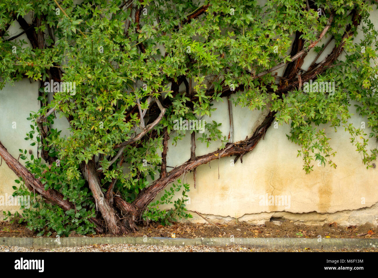 Tree growing up a wall in the Boboli Gardens, Florence, Italy Stock ...