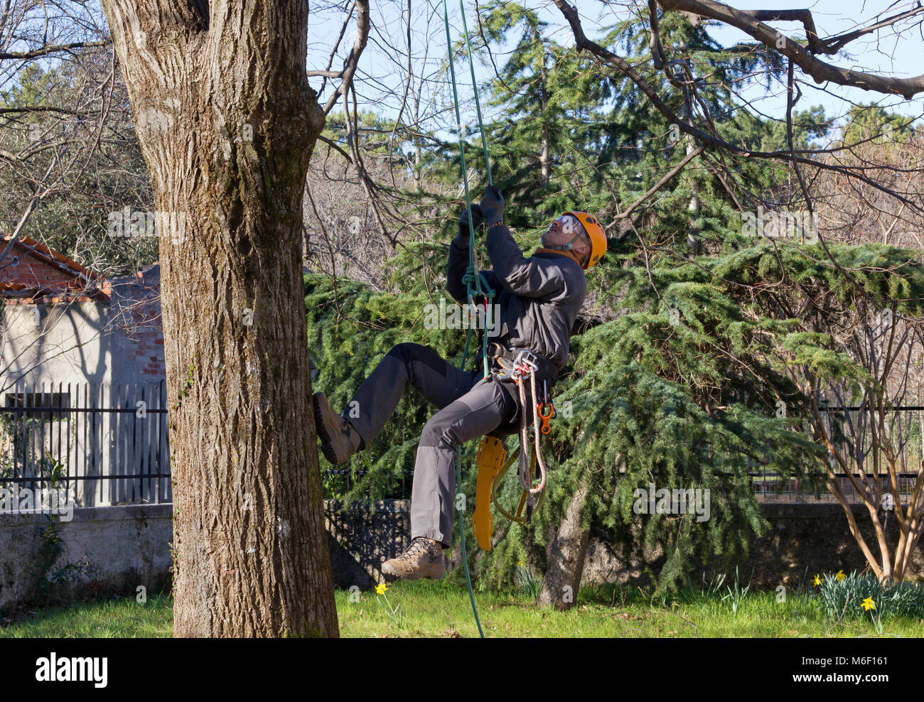 Climber tree hi-res stock photography and images - Alamy