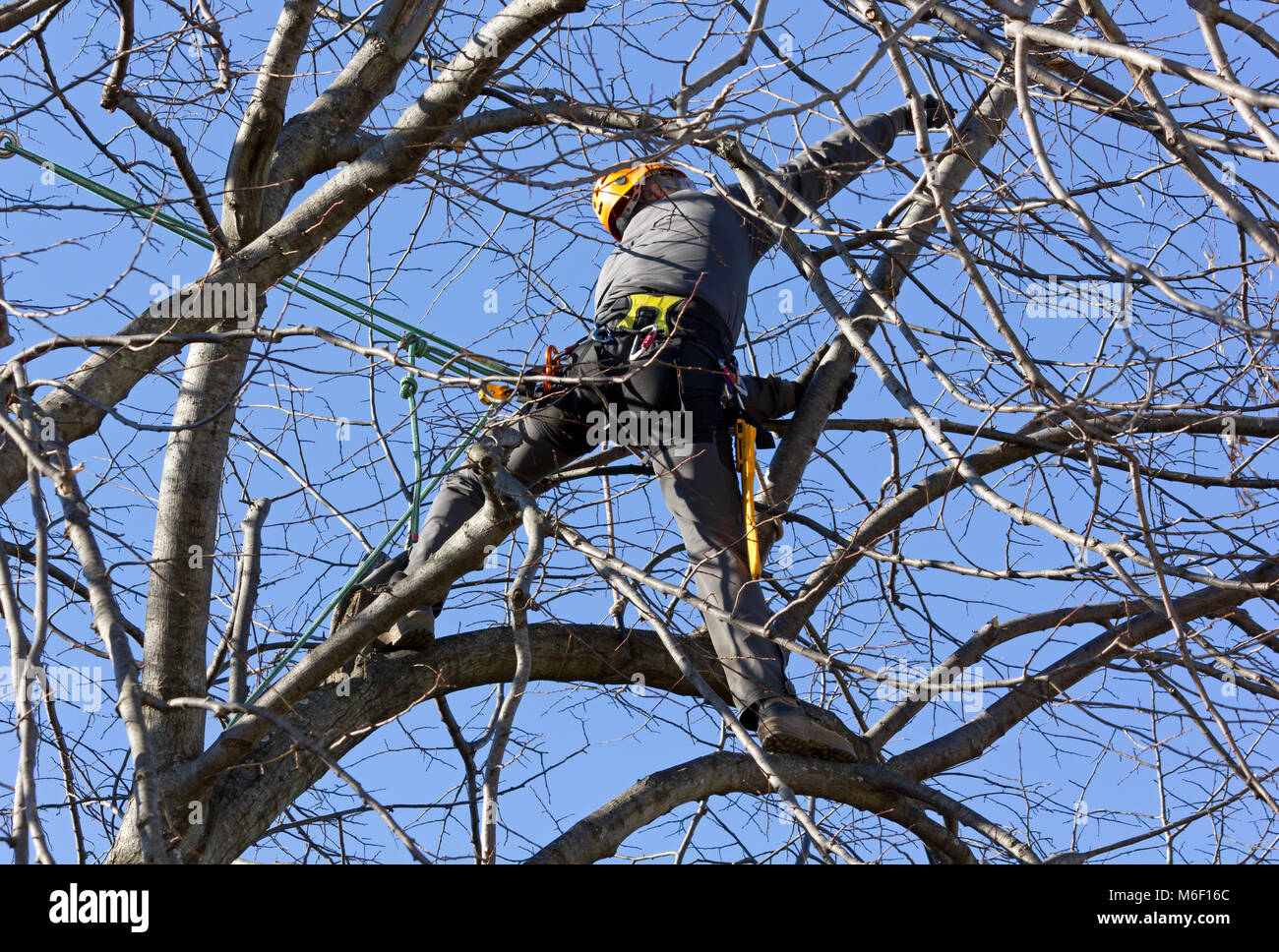 Tree climber pruning brances Stock Photo - Alamy
