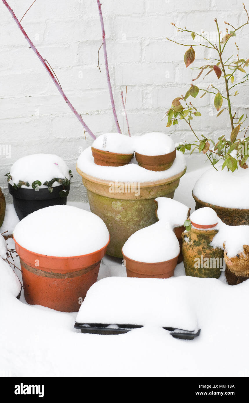 Blueberry plants in pots hi-res stock photography and images - Alamy
