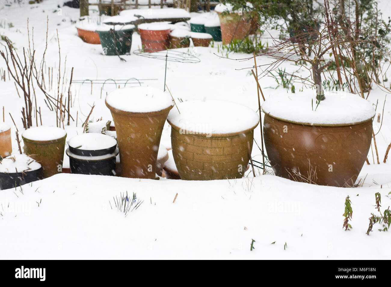 Snow covered pots in the garden Stock Photo - Alamy