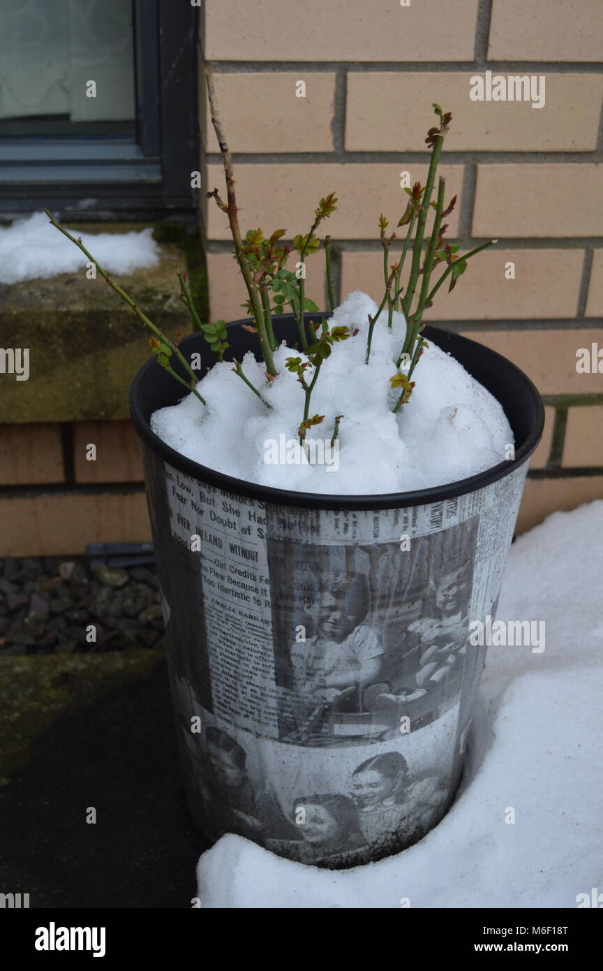 A plant pot covered in snow with a few branches sticking out Stock ...