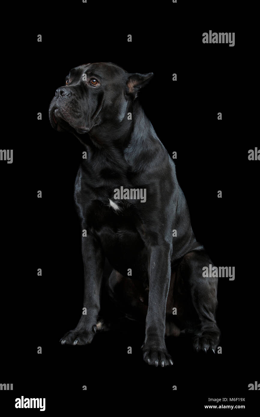 beautiful cane corso dog Stock Photo - Alamy