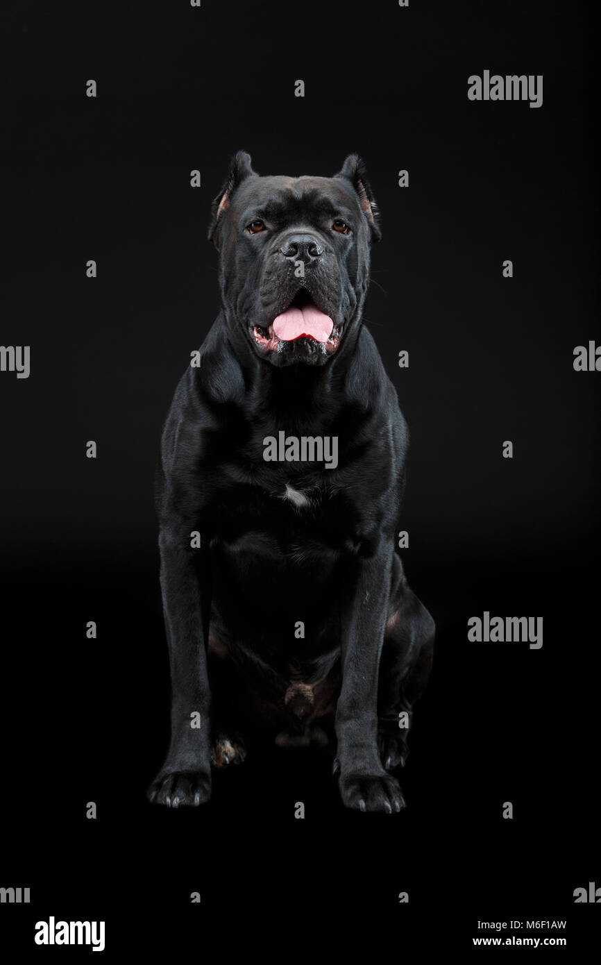 Cane corso alert hi-res stock photography and images - Alamy