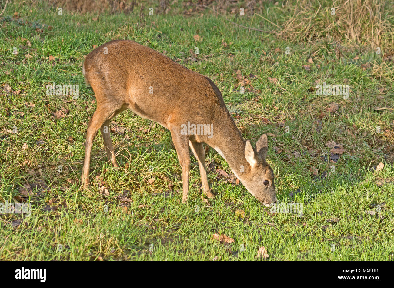 Roe Deer Capreolus Capreolus Captive Stock Photo - Alamy
