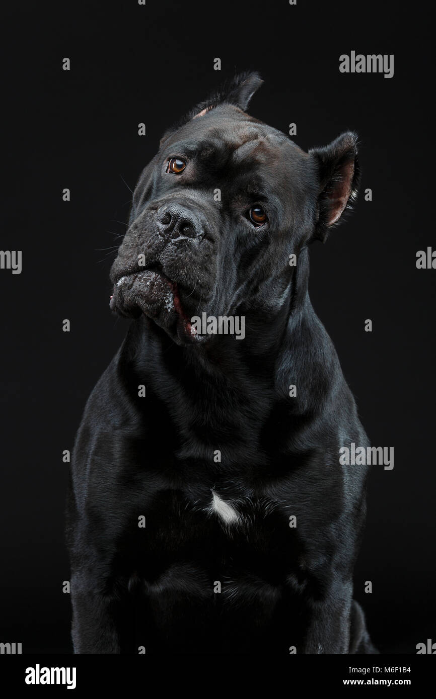 Black dog breed cane hi-res stock photography and images - Alamy