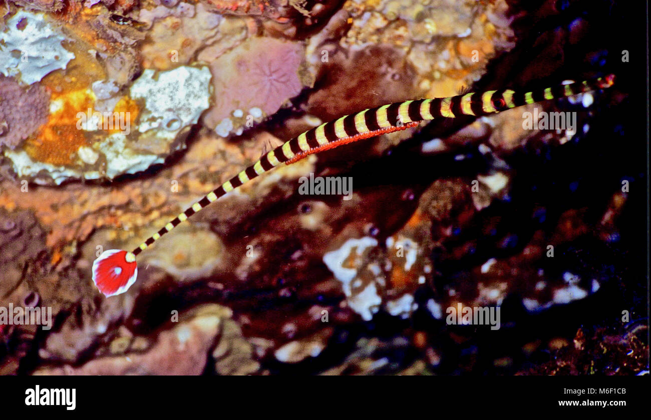 This male banded pipefish (Dunckerocampus dactyliophorus: 15 cms.) is ...
