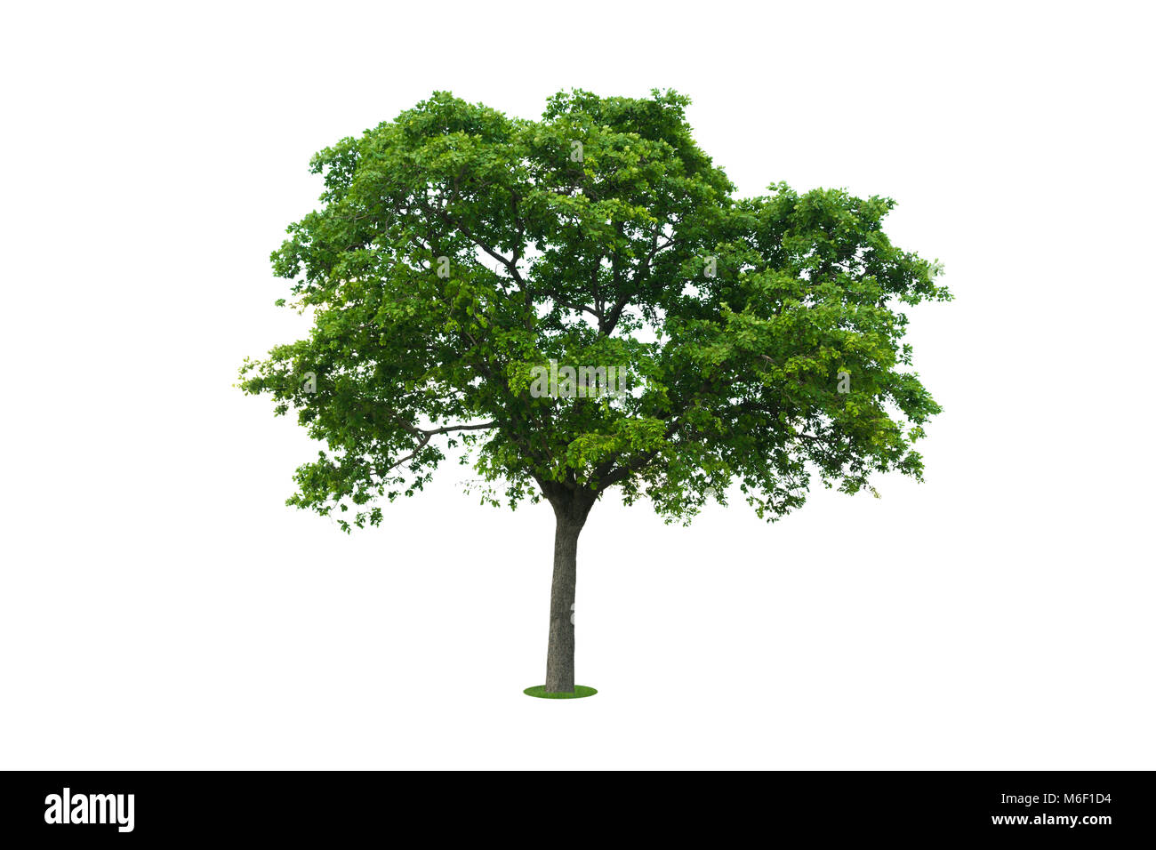 The big tree isolated on white background Stock Photo - Alamy