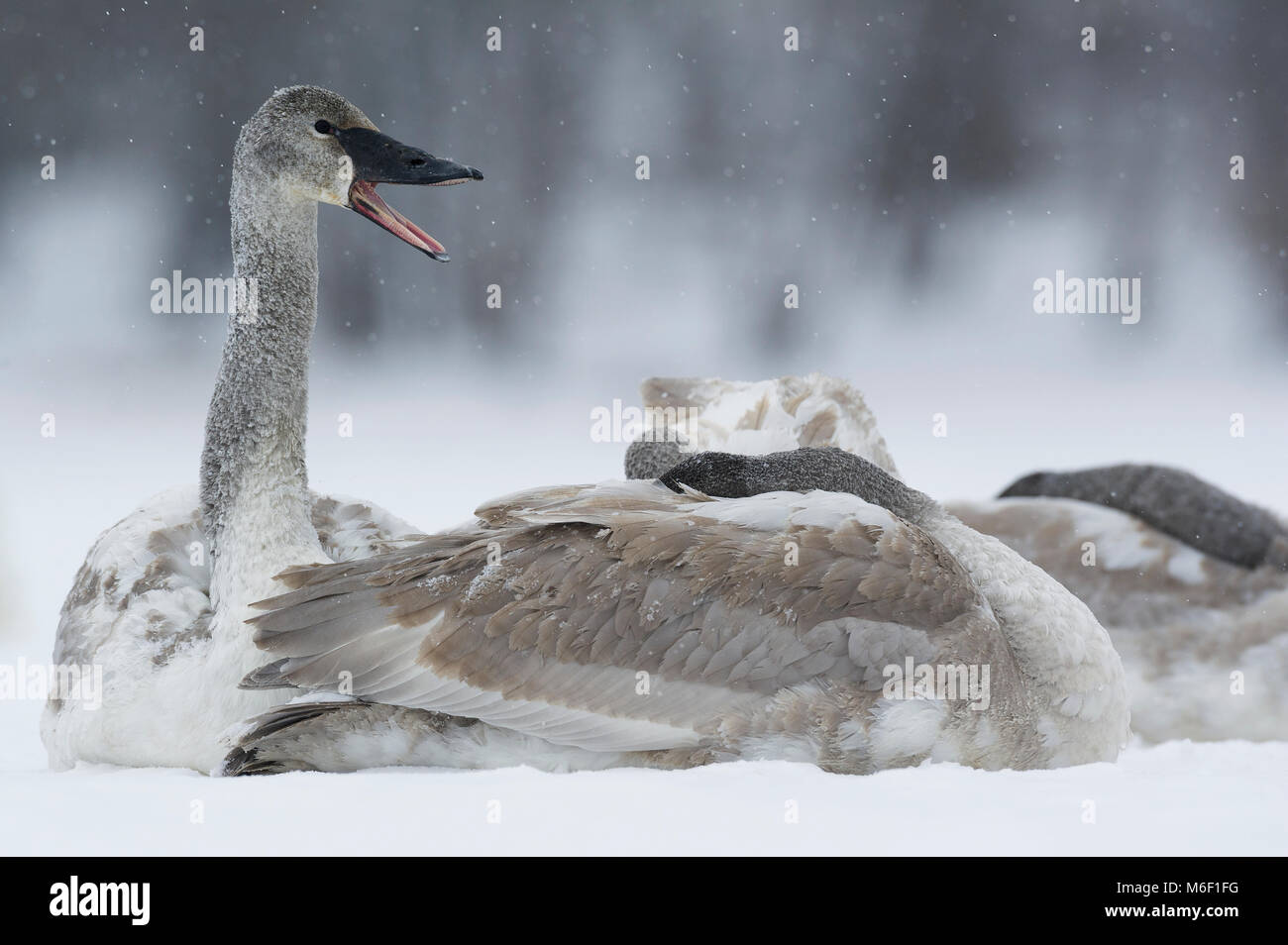 Immature trumpeter swans hi-res stock photography and images - Alamy